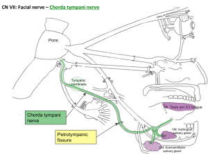 Surgical Anatomy Of Infratemporal Fossa - DNB Mentors