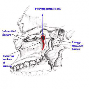 Surgical Anatomy Of Pterygopalatine Fossa - DNB Mentors