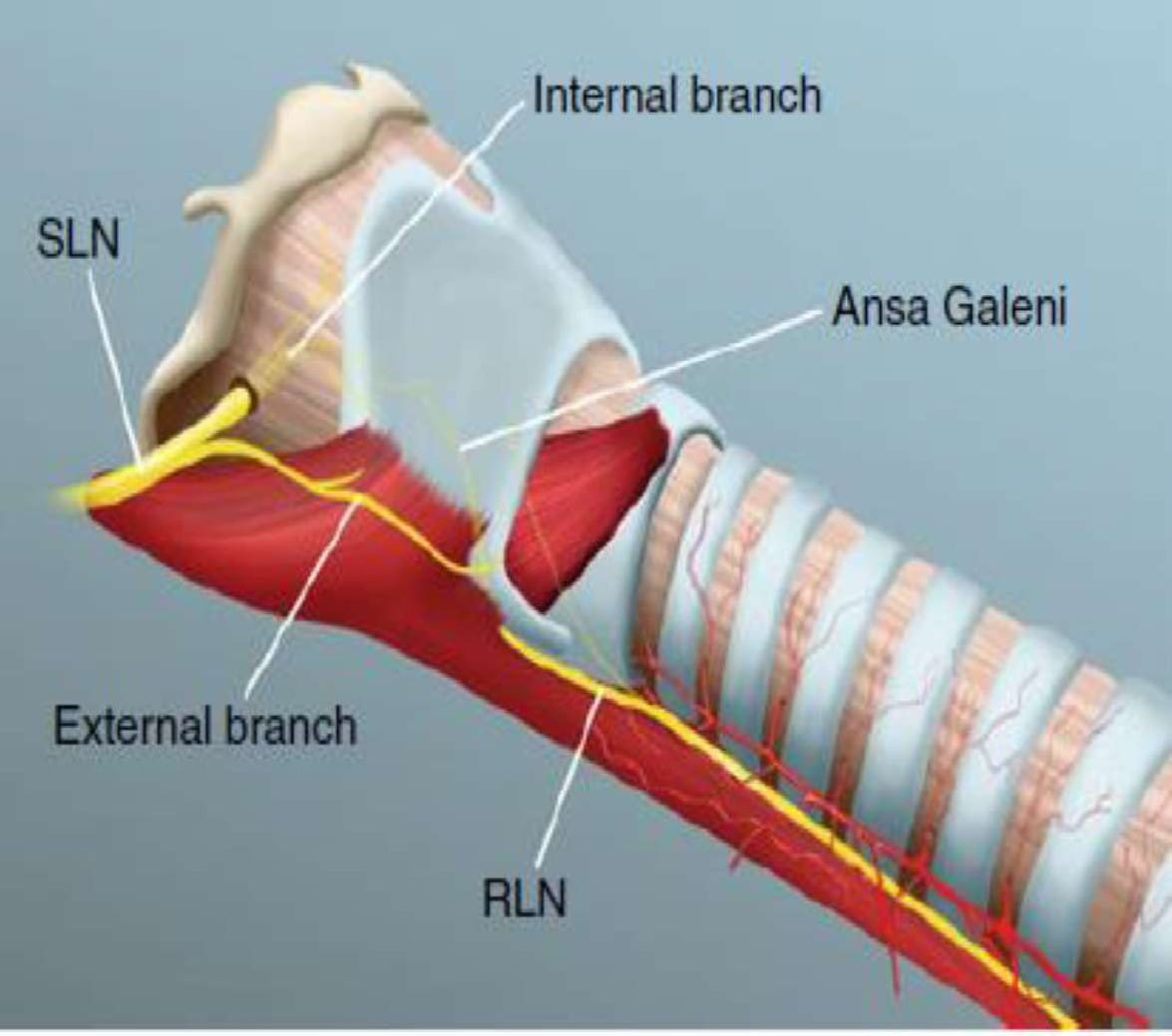 Laryngeal Innervation With Diagrams DNB ENT 2013 - DNB Mentors