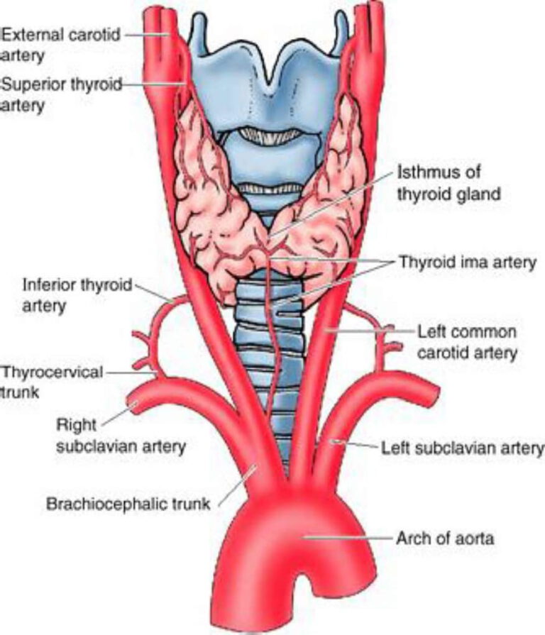 Laryngeal Innervation With Diagrams DNB ENT 2013 - DNB Mentors
