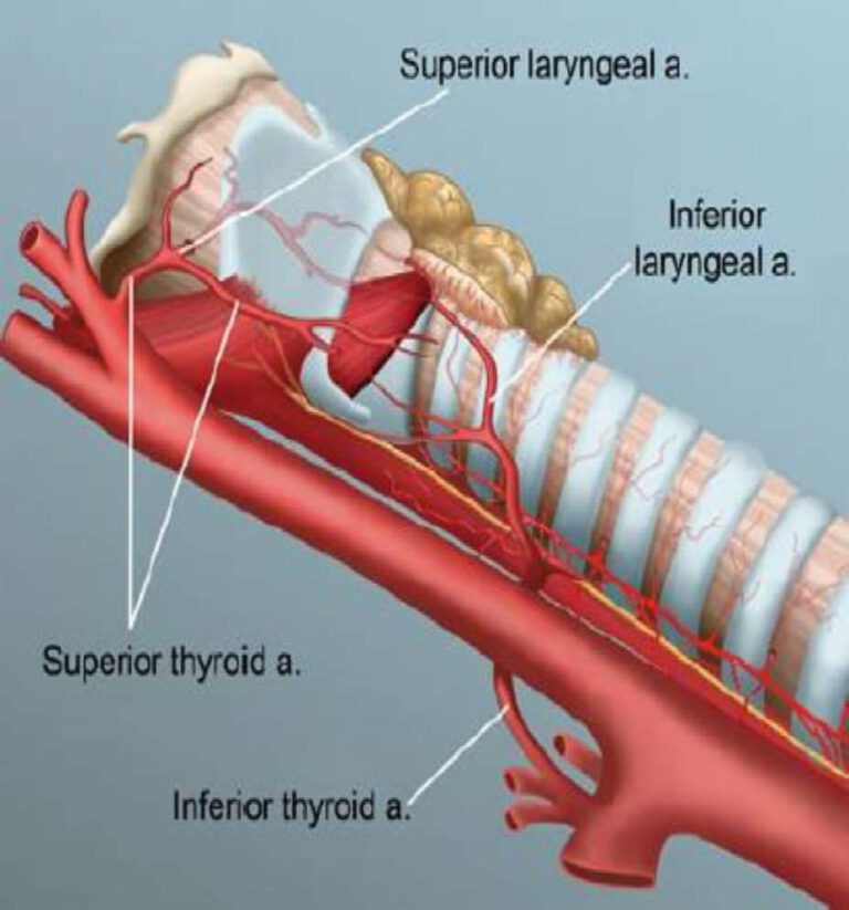 Laryngeal Innervation With Diagrams DNB ENT 2013 - DNB Mentors